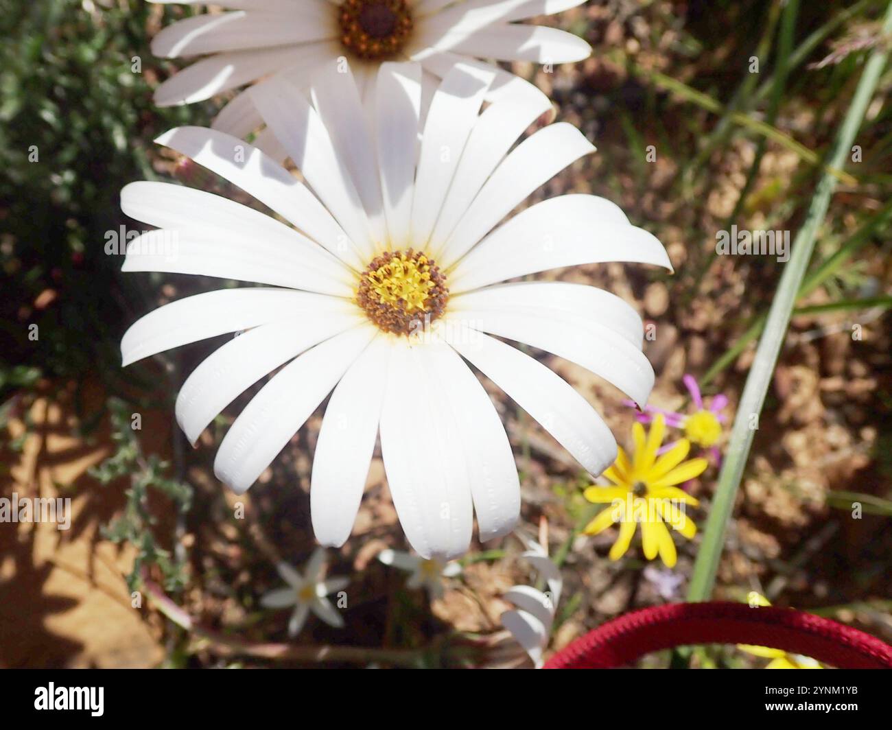 African oxeye (Dimorphotheca nudicaulis Stock Photo - Alamy
