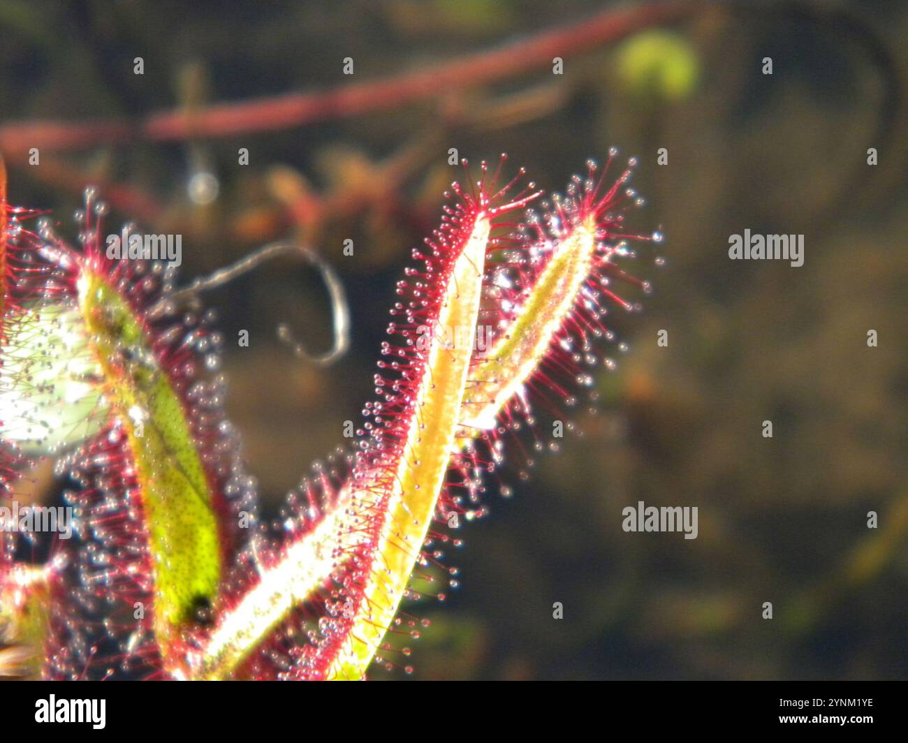 Cape Sundew (Drosera capensis Stock Photo - Alamy