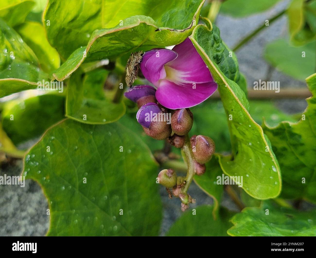 Canavalia rosea beach bean hi-res stock photography and images - Alamy
