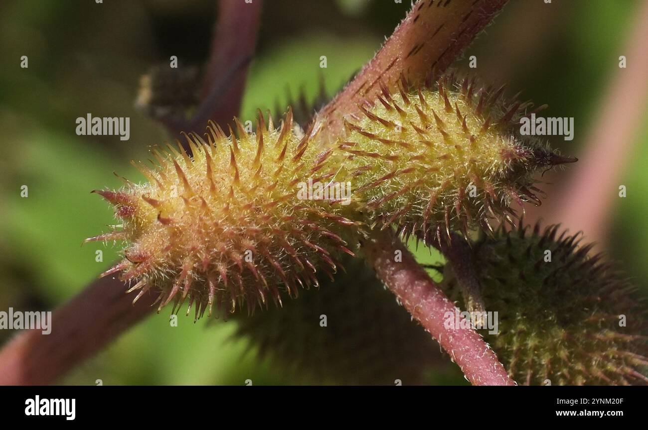common cocklebur (Xanthium orientale Stock Photo - Alamy