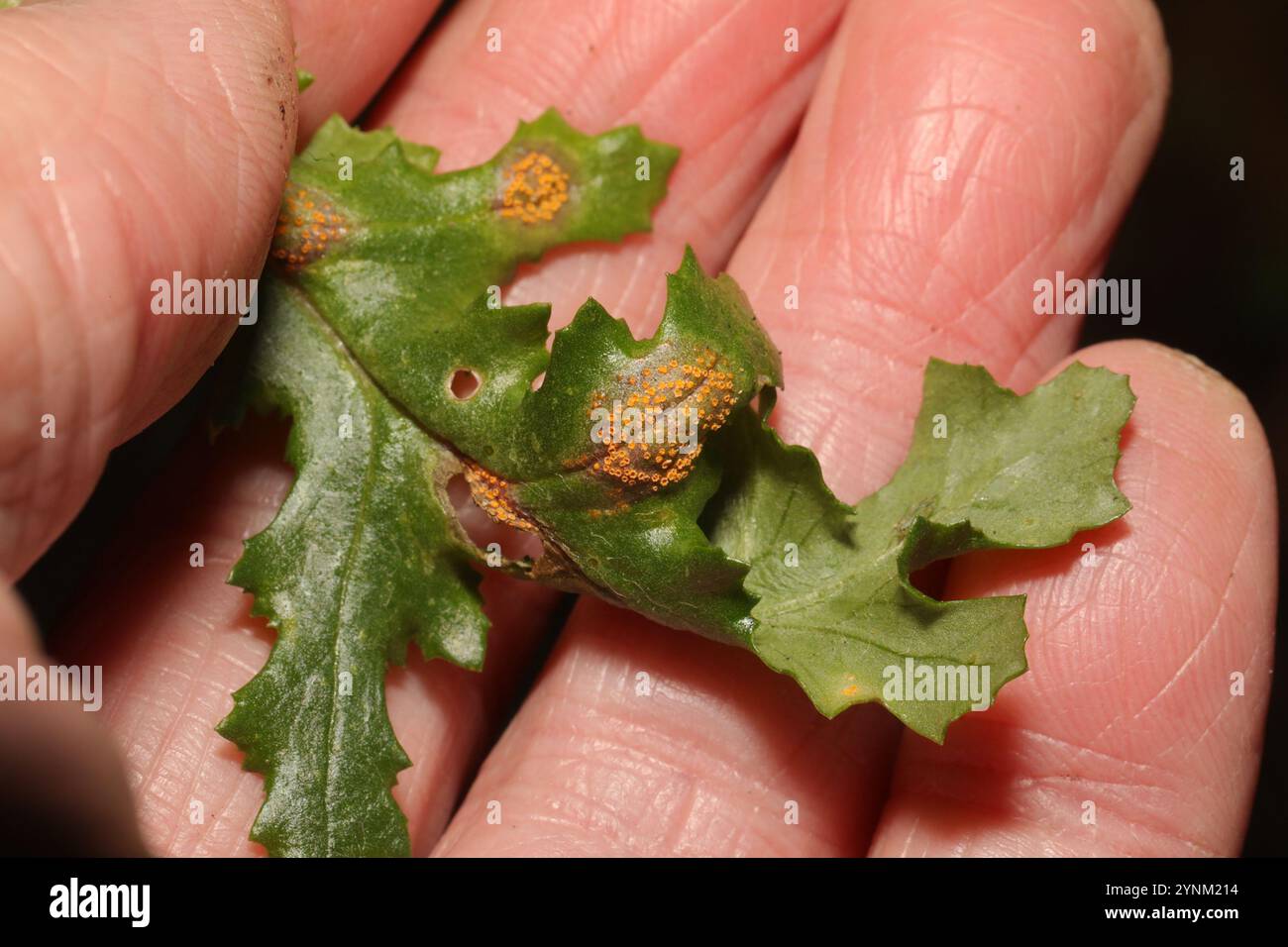 Groundsel crown rust (Puccinia lagenophorae Stock Photo - Alamy