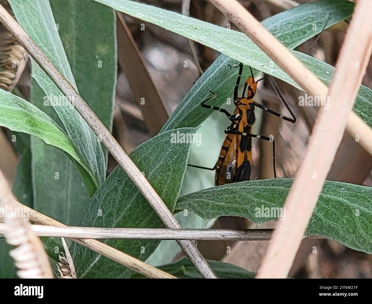 Milkweed Assassin Bug (Zelus longipes Stock Photo - Alamy