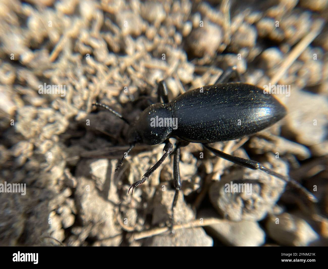 Dentate Stink Beetle (Eleodes dentipes Stock Photo - Alamy