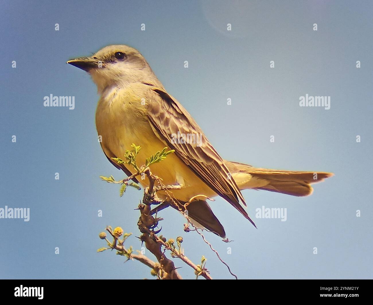 Tropical Kingbird (Tyrannus melancholicus Stock Photo - Alamy