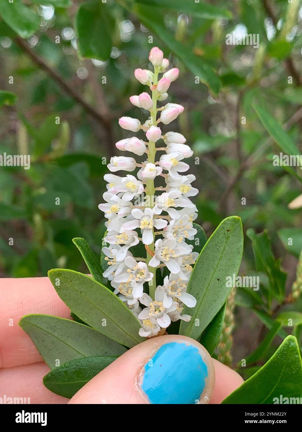 Buckwheat tree (Cliftonia monophylla Stock Photo - Alamy