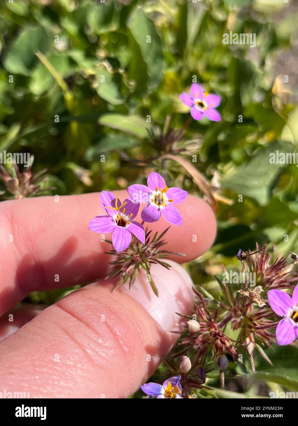 variable linanthus (Leptosiphon parviflorus Stock Photo - Alamy