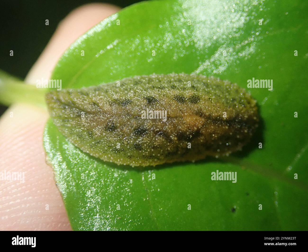 Leaf-veined Slugs (Athoracophoridae Stock Photo - Alamy