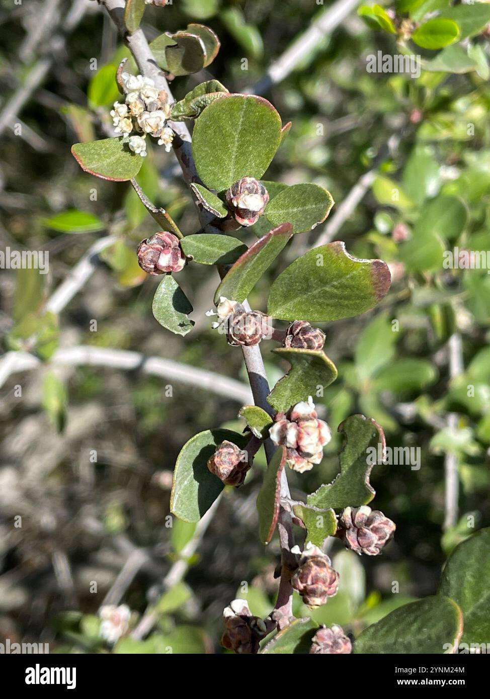 Buckbrush (Ceanothus cuneatus Stock Photo - Alamy