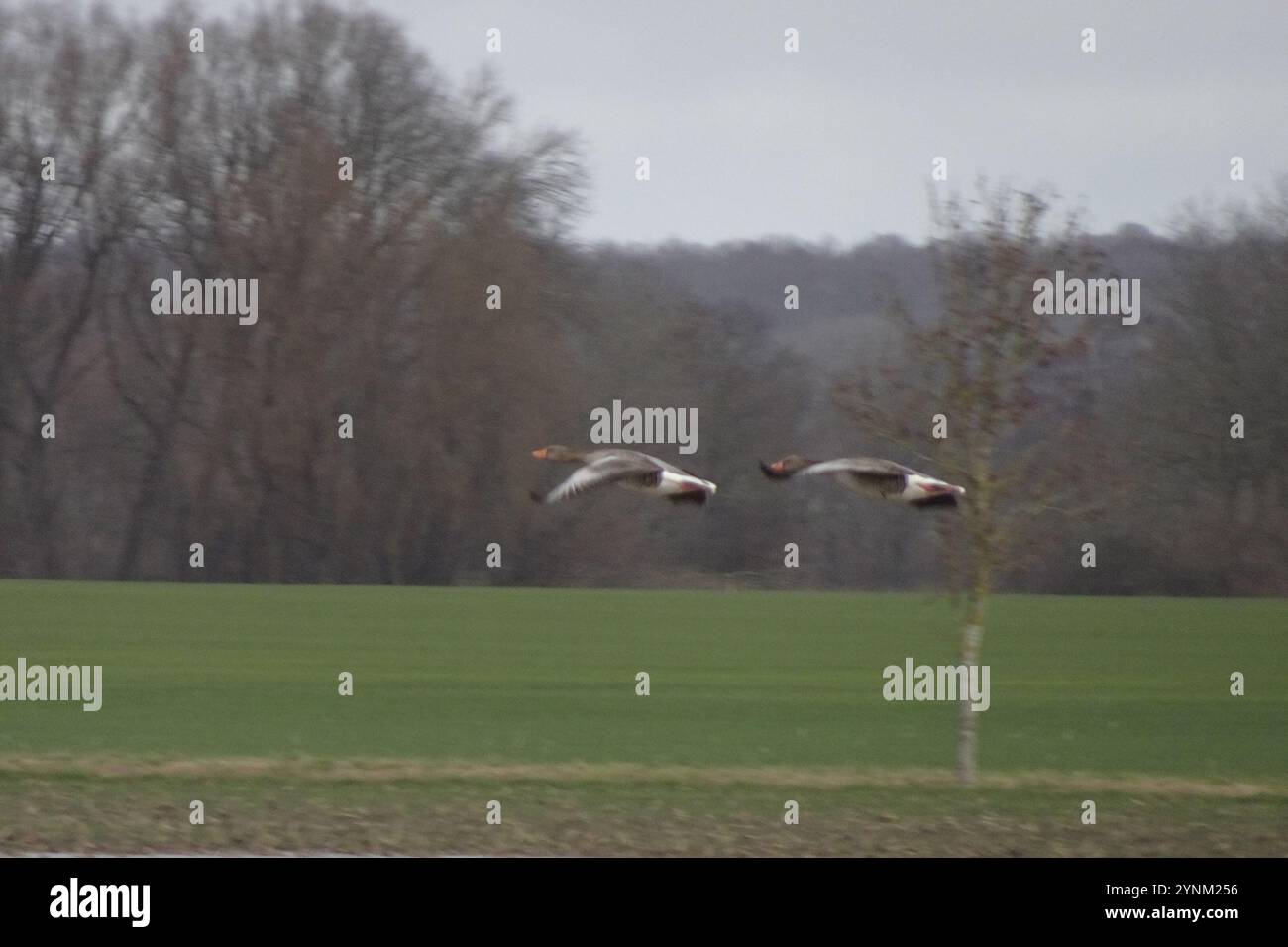 Taiga Bean Goose (Anser fabalis Stock Photo - Alamy