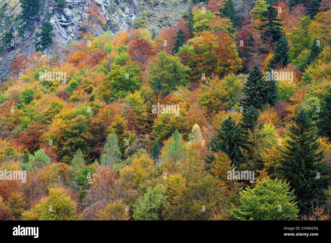 Fall foliage at Lauterbrunnen, Switzerland in October Stock Photo - Alamy