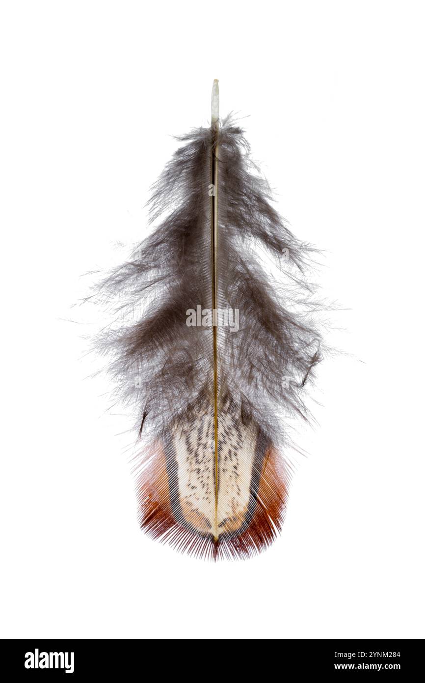 bird feather isolated on white background Stock Photo - Alamy