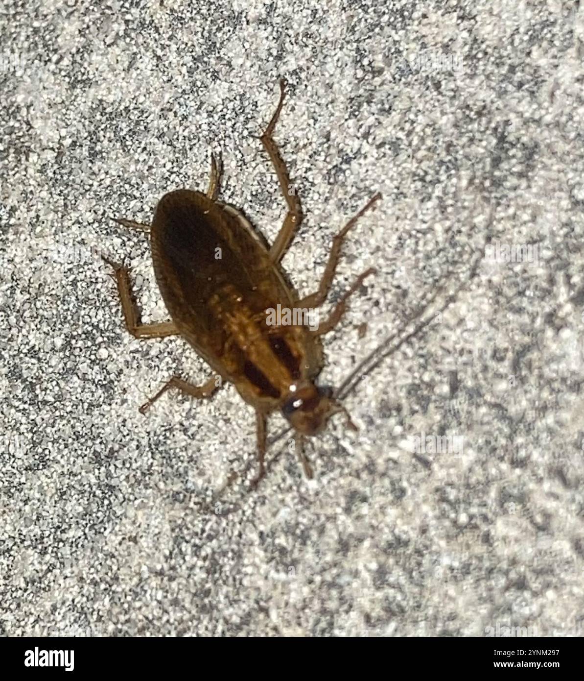 German Cockroach (Blattella germanica Stock Photo - Alamy