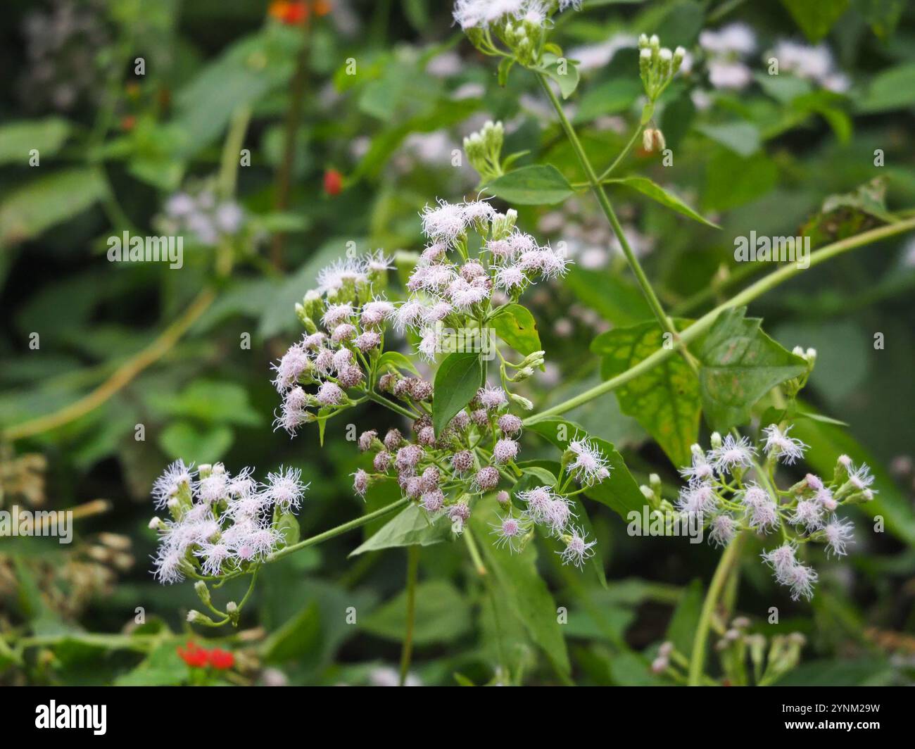 Siam weed (Chromolaena odorata Stock Photo - Alamy
