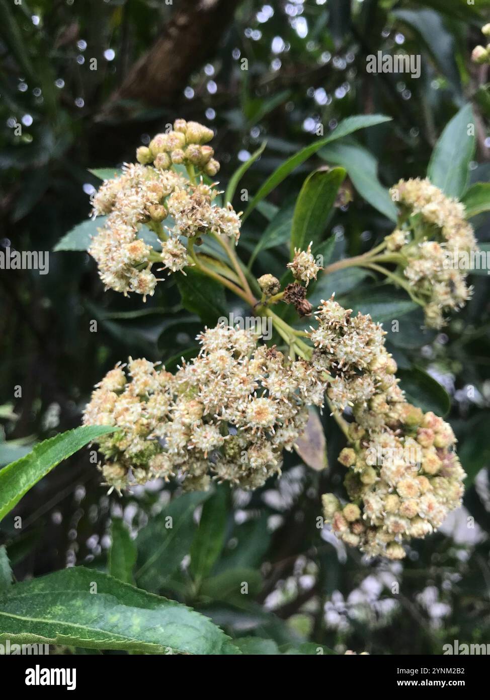 Chilca (Baccharis latifolia Stock Photo - Alamy