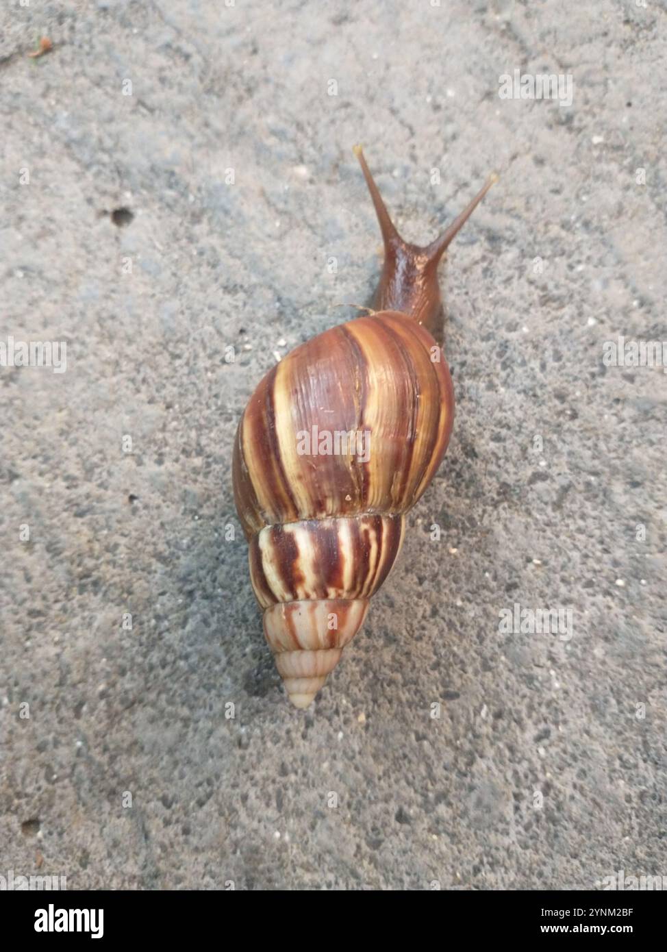 African Giant Snail (Lissachatina fulica Stock Photo - Alamy