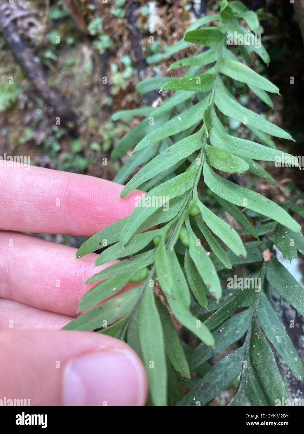 Tmesipteris hi-res stock photography and images - Alamy