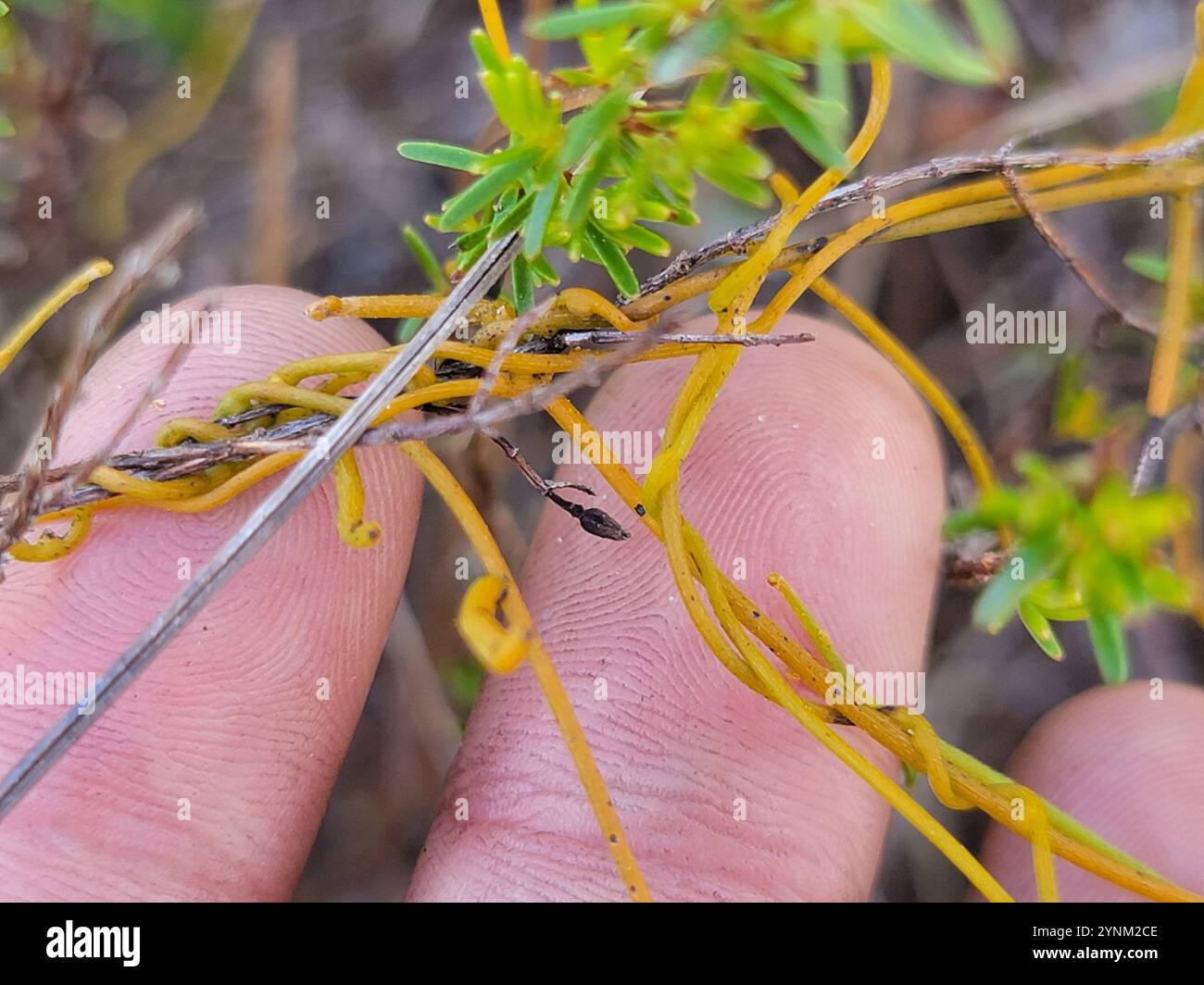 laurel dodder (Cassytha filiformis Stock Photo - Alamy