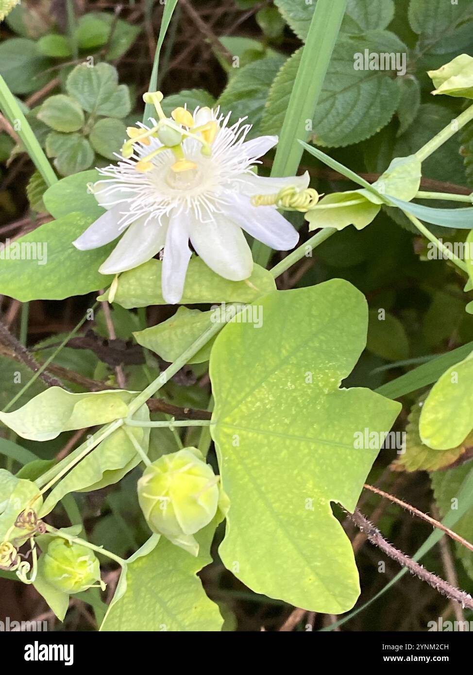 white passionflower (Passiflora subpeltata Stock Photo - Alamy