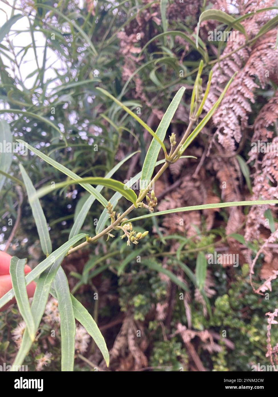 New Zealand jasmine (Parsonsia capsularis Stock Photo - Alamy