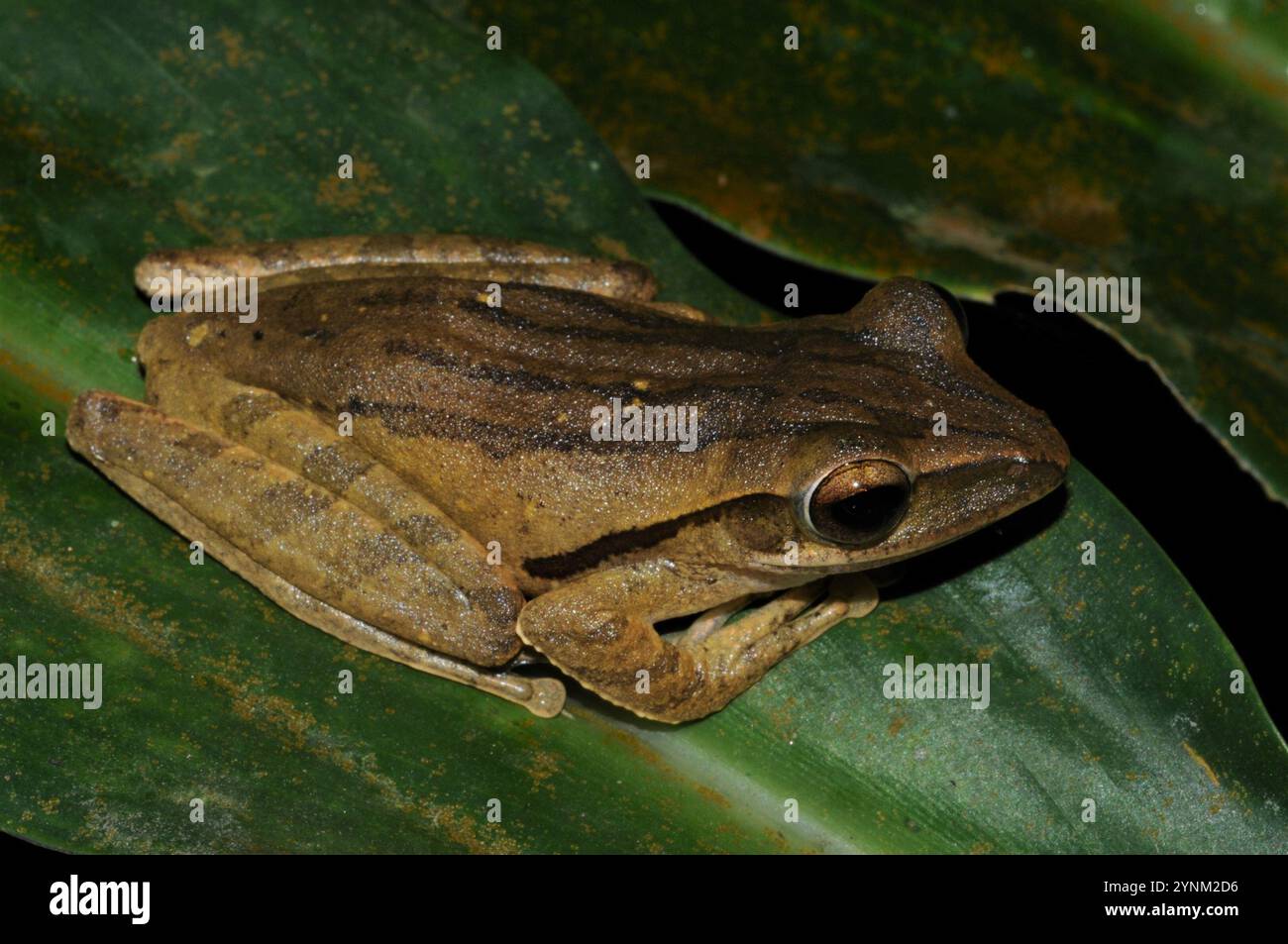 Common Southeast Asian Tree Frog (Polypedates leucomystax Stock Photo ...