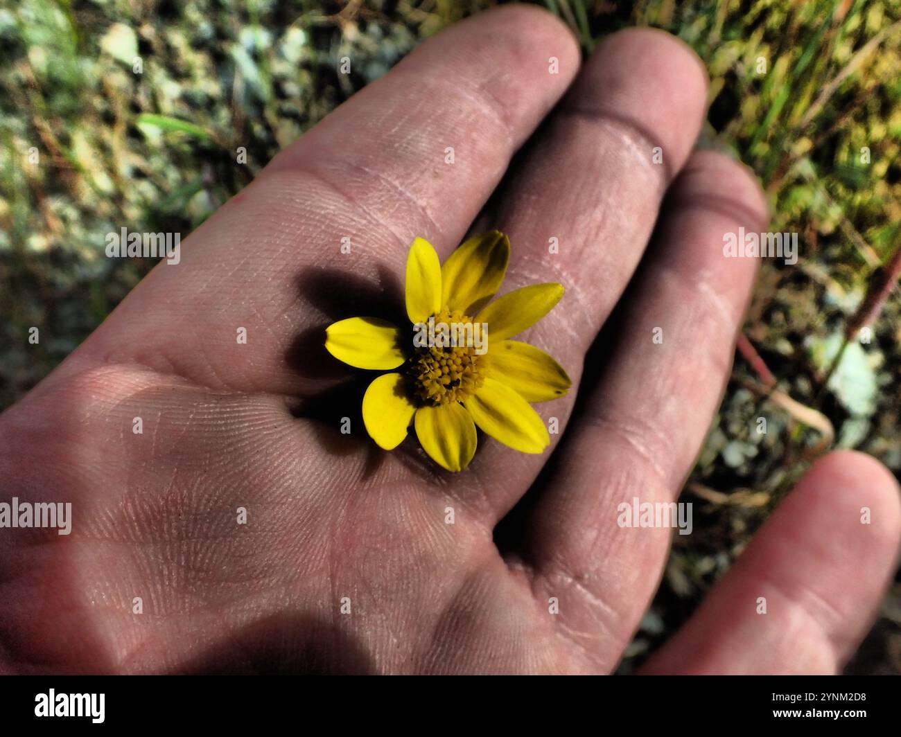 california goldfields (Lasthenia californica californica Stock Photo ...