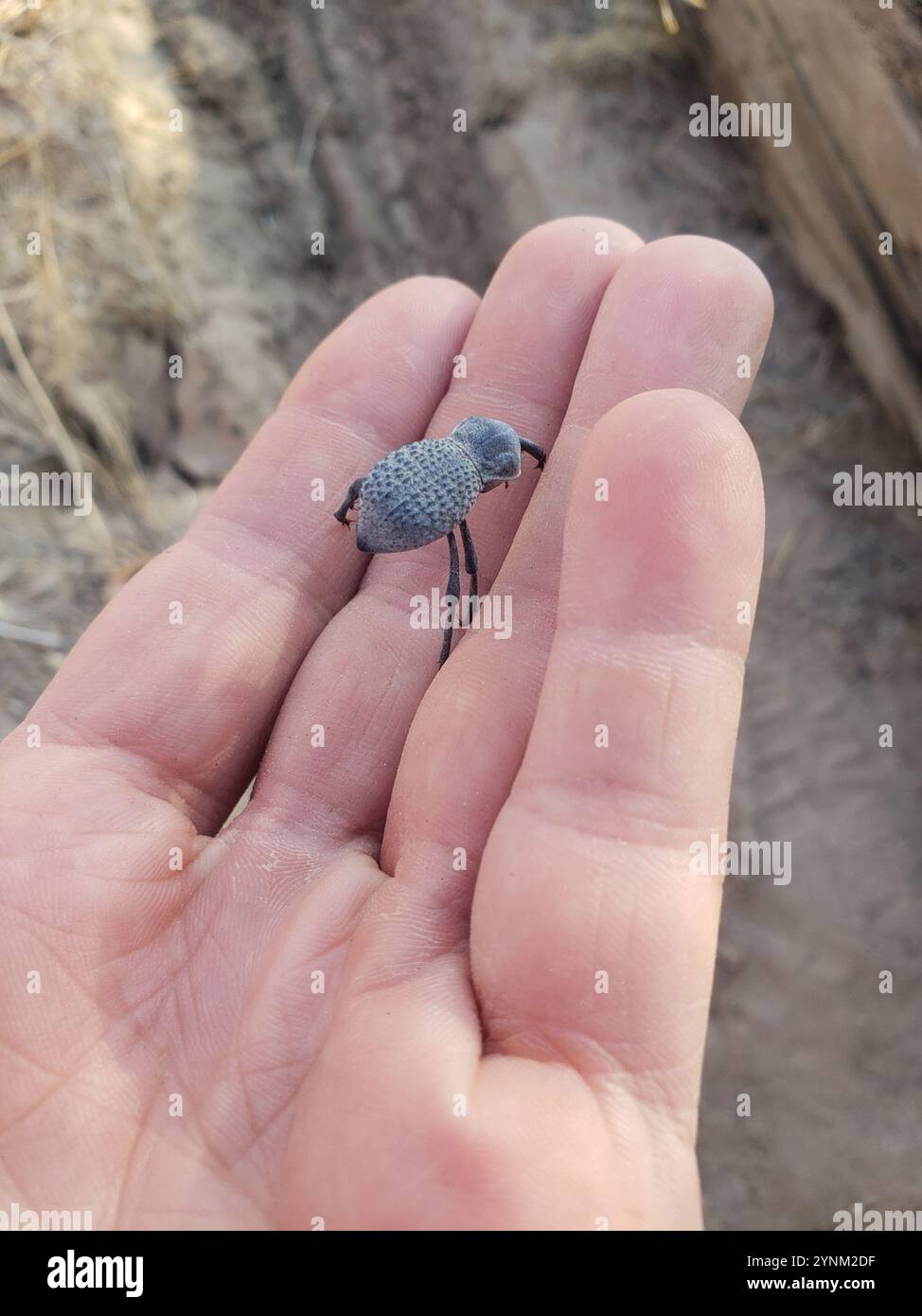 Ironclad beetle hi-res stock photography and images - Alamy