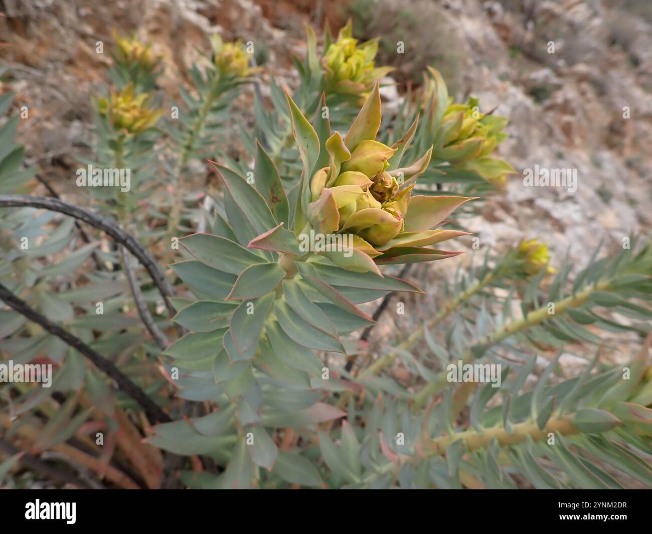 Plant euphorbia rigida hi-res stock photography and images - Alamy