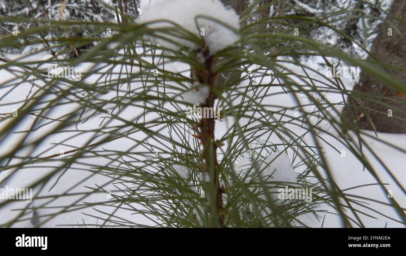 Siberian pine (Pinus sibirica Stock Photo - Alamy