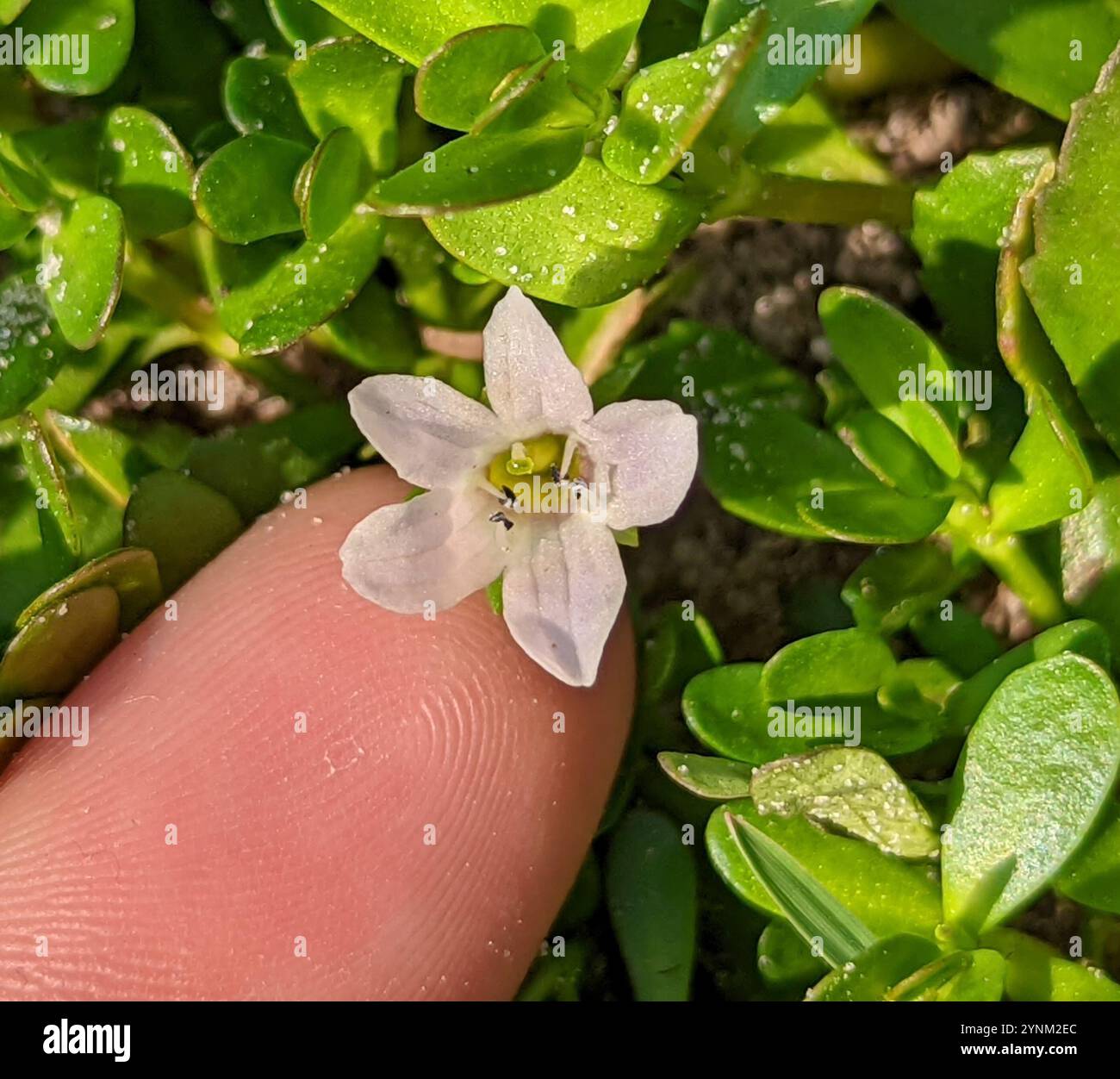 Herb-of-Grace (Bacopa monnieri Stock Photo - Alamy