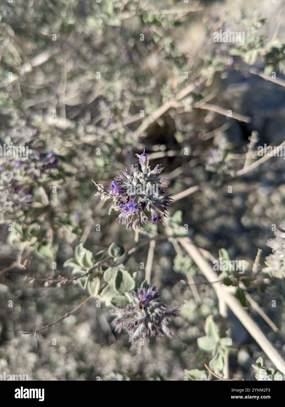 desert lavender (Condea emoryi Stock Photo - Alamy
