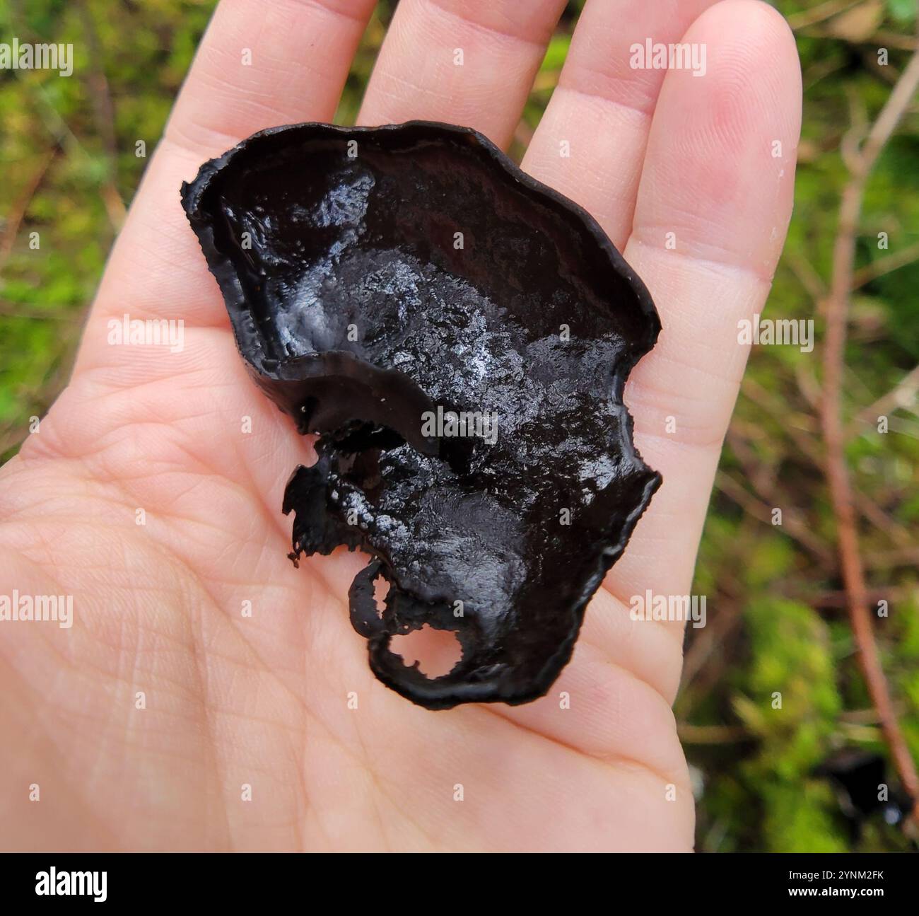 Plectania hi-res stock photography and images - Alamy