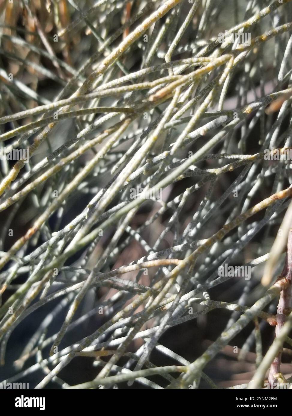 athel tamarisk (Tamarix aphylla Stock Photo - Alamy