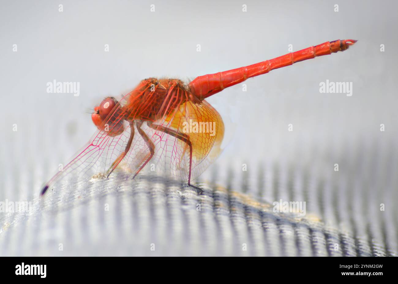 Eyes main organ hi-res stock photography and images - Alamy