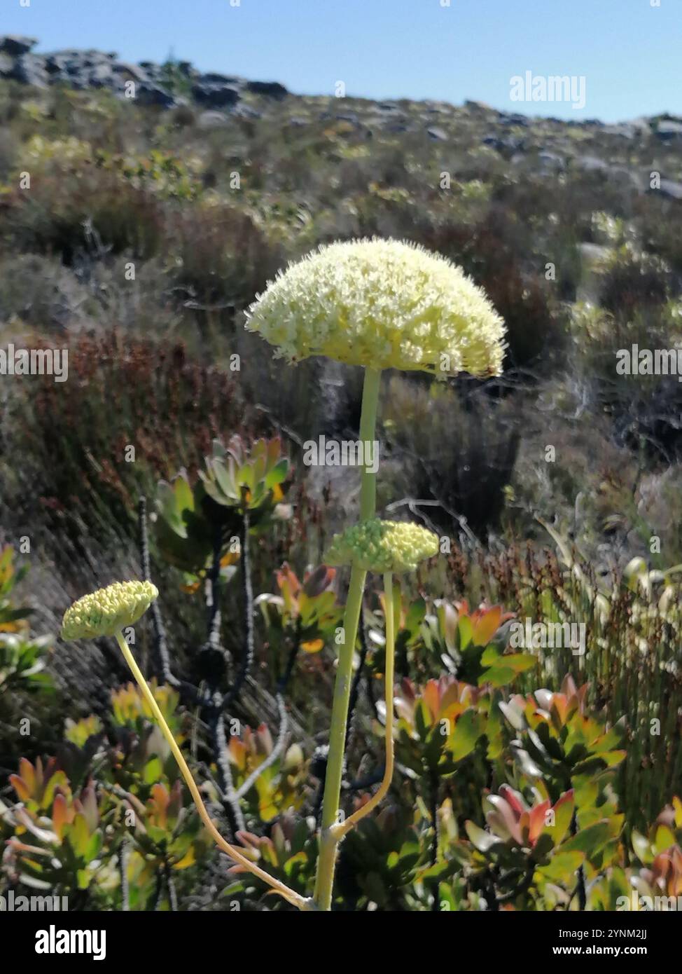 Hairy Tinderleaf (Hermas villosa Stock Photo - Alamy