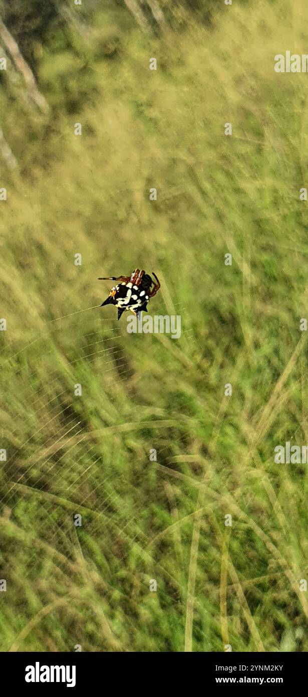 Christmas Jewel Spider (Austracantha minax Stock Photo - Alamy