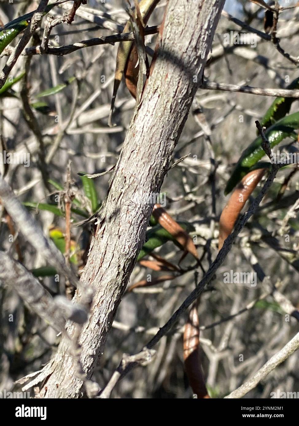summer holly (Comarostaphylis diversifolia Stock Photo - Alamy