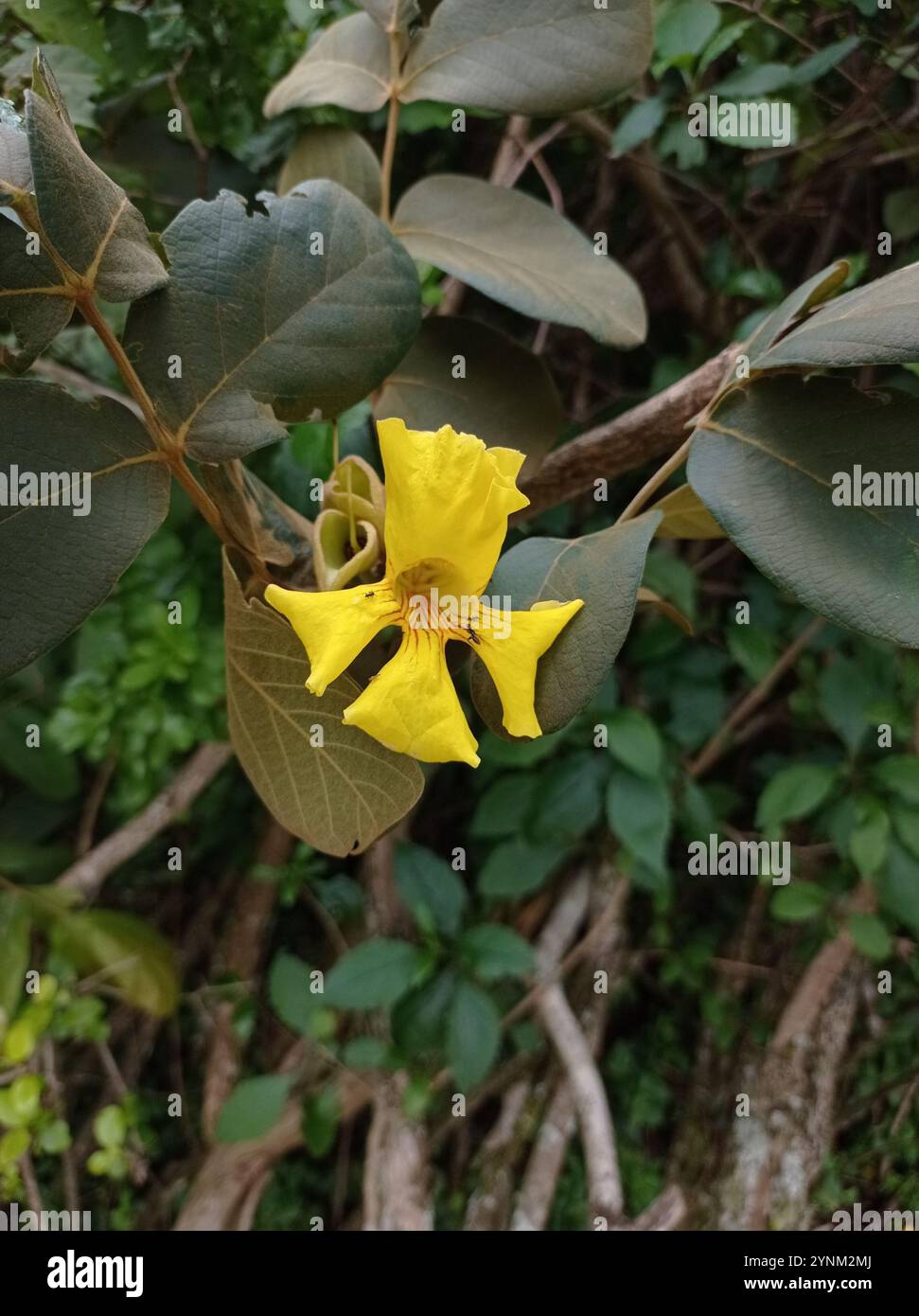 golden bellbean (Markhamia obtusifolia Stock Photo - Alamy