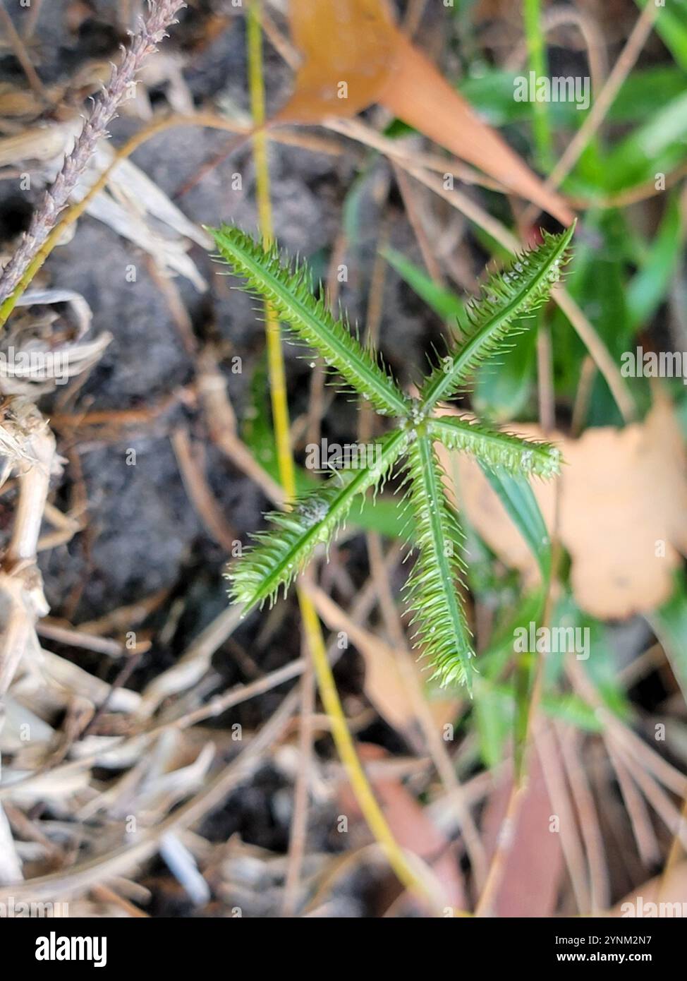 Durban Crowfoot (Dactyloctenium aegyptium Stock Photo - Alamy
