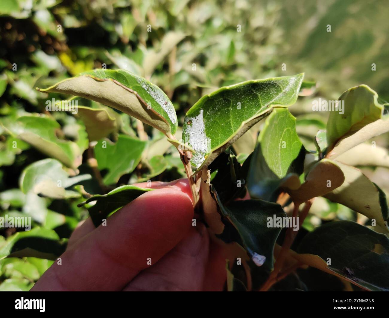 Common tree daisy (Olearia arborescens Stock Photo - Alamy