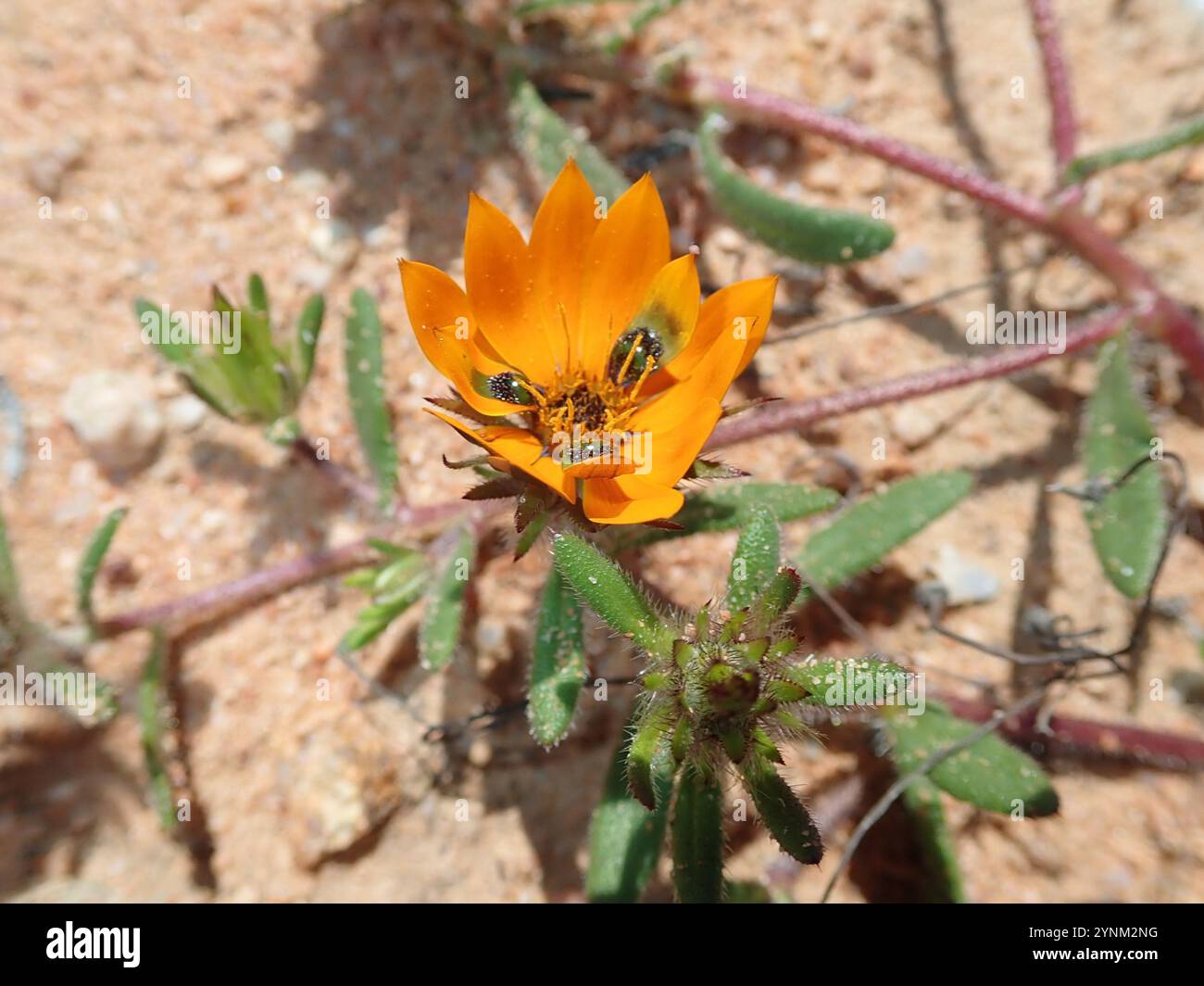 Beetle Daisy (Gorteria diffusa diffusa Stock Photo - Alamy