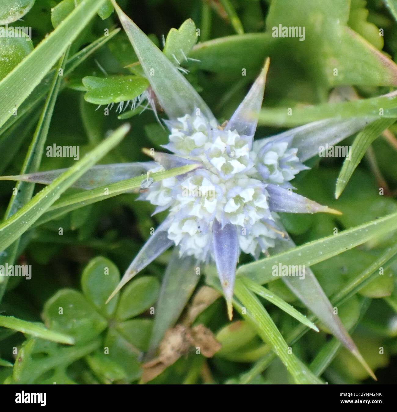 Blue Devils (Eryngium vesiculosum Stock Photo - Alamy