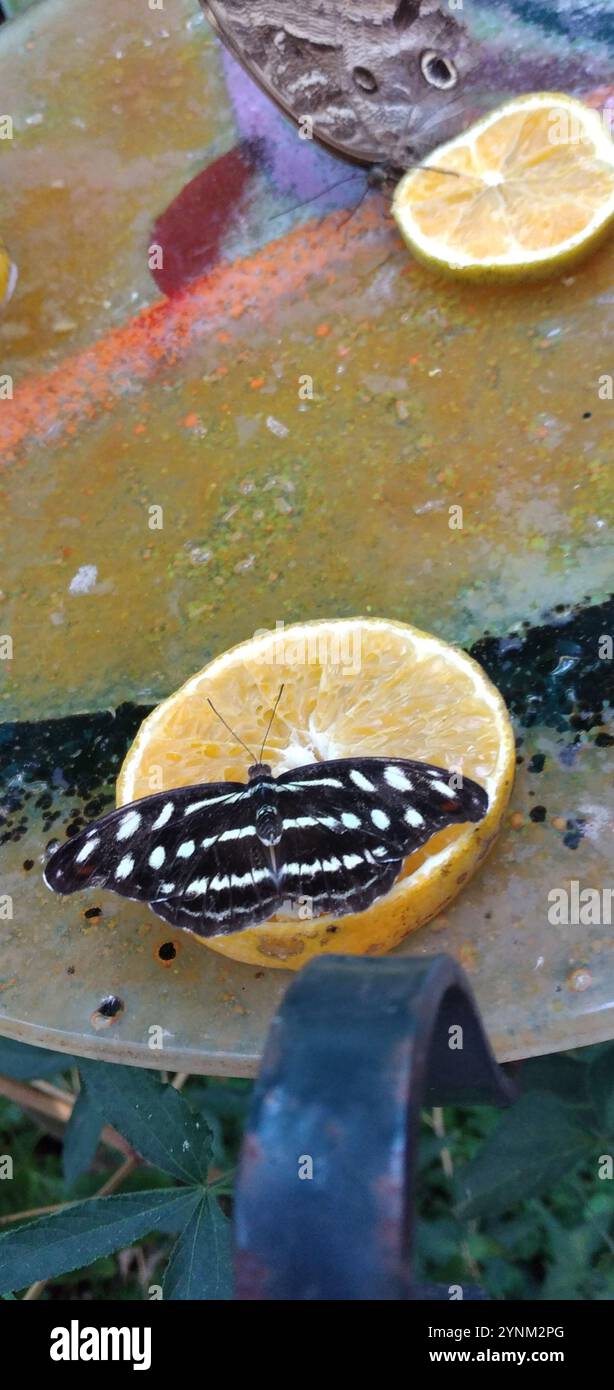 Acontius firewing hi-res stock photography and images - Alamy