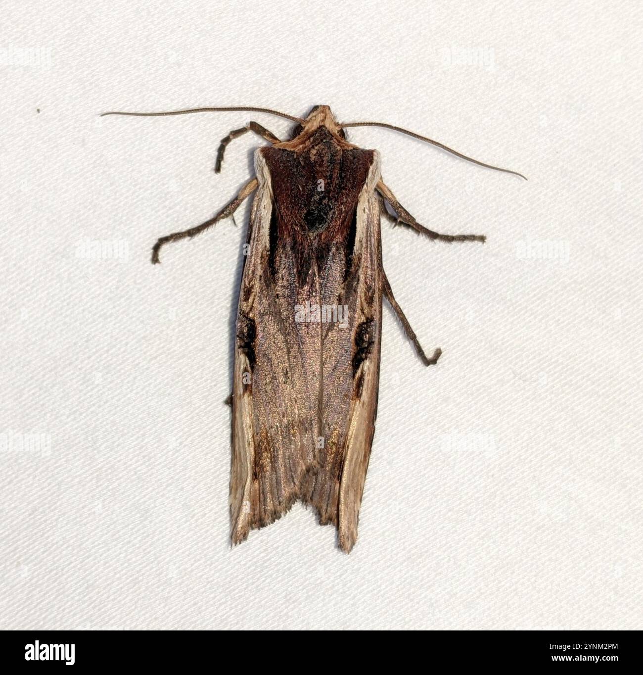 Dot-and-Dash Swordgrass Moth (Xylena curvimacula Stock Photo - Alamy