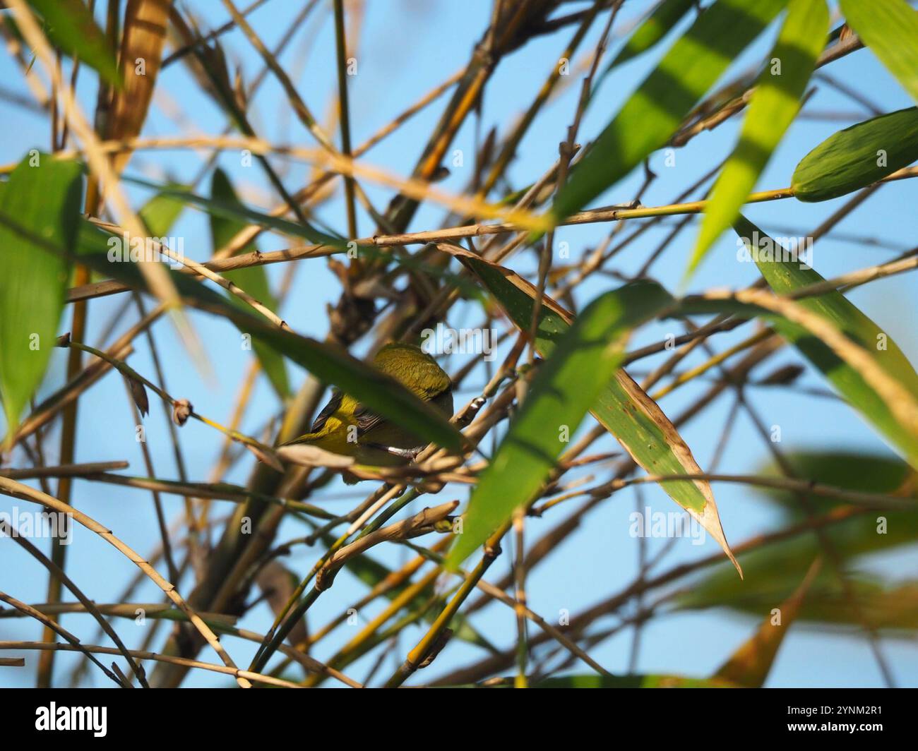 Swinhoe's White-eye (Zosterops simplex Stock Photo - Alamy