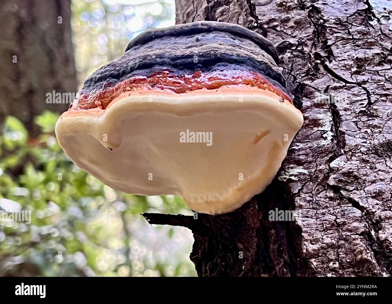 Northern Red Belt (Fomitopsis mounceae Stock Photo - Alamy