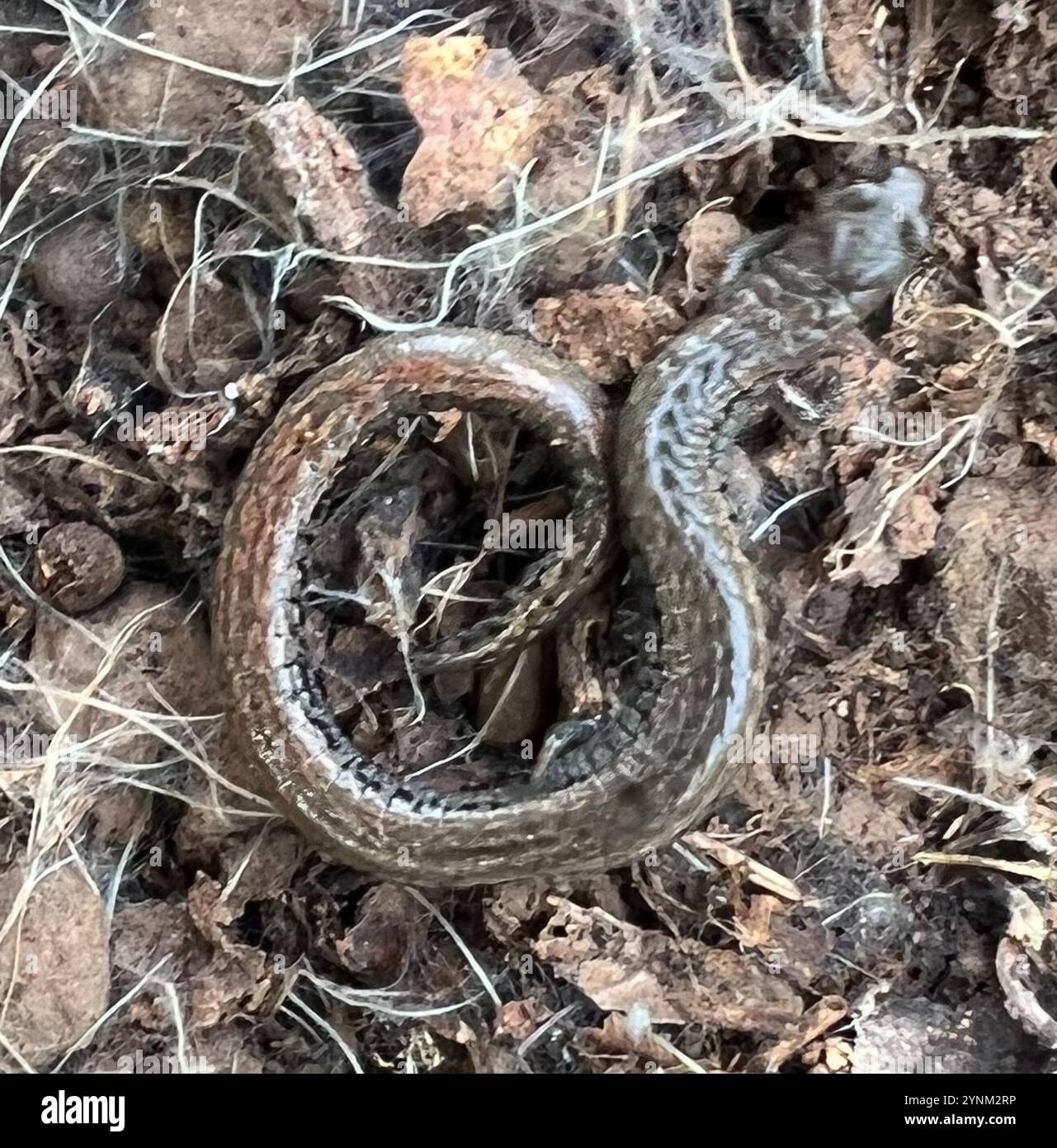 California Slender Salamander (Batrachoseps attenuatus Stock Photo - Alamy