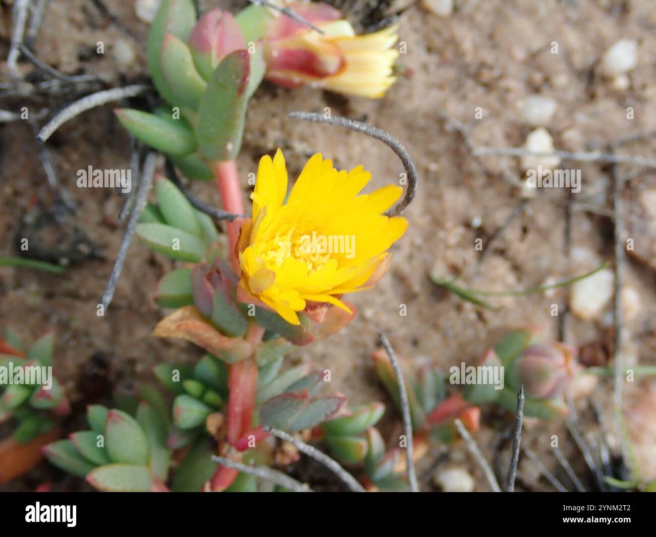 Hairless Brightfig (Lampranthus glaucus Stock Photo - Alamy
