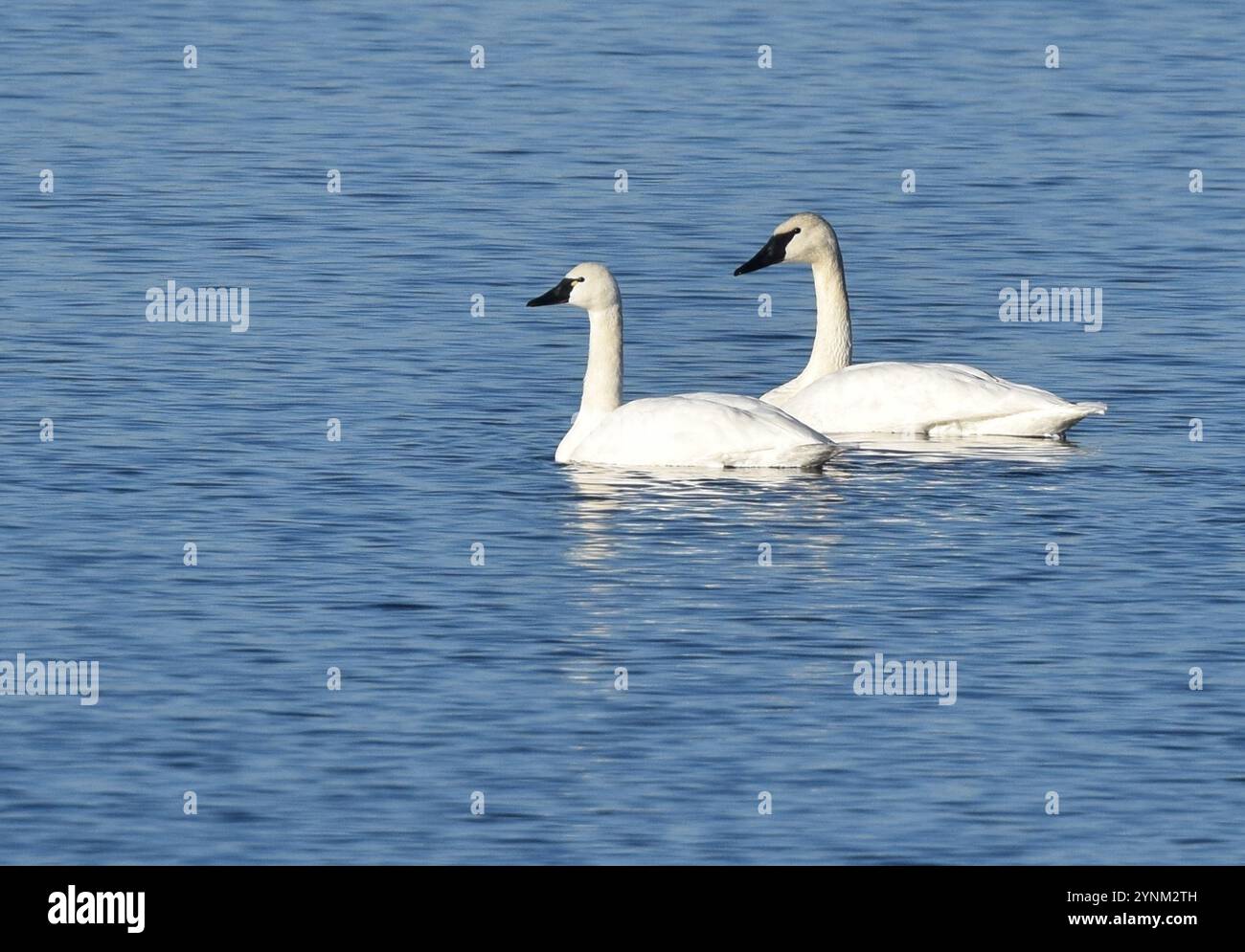 Tundra Swan (Cygnus columbianus Stock Photo - Alamy