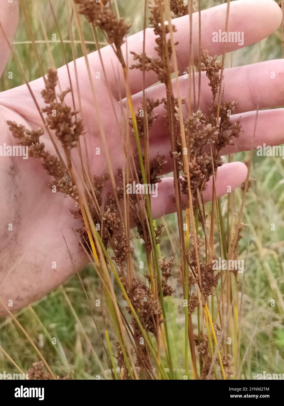 Broom Rush (Juncus sarophorus Stock Photo - Alamy