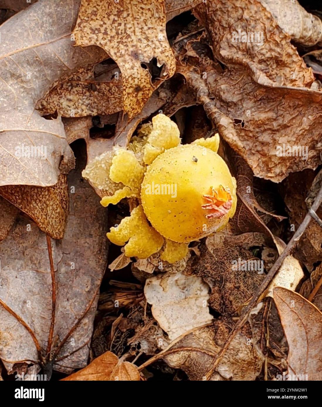 Calostoma hi-res stock photography and images - Alamy